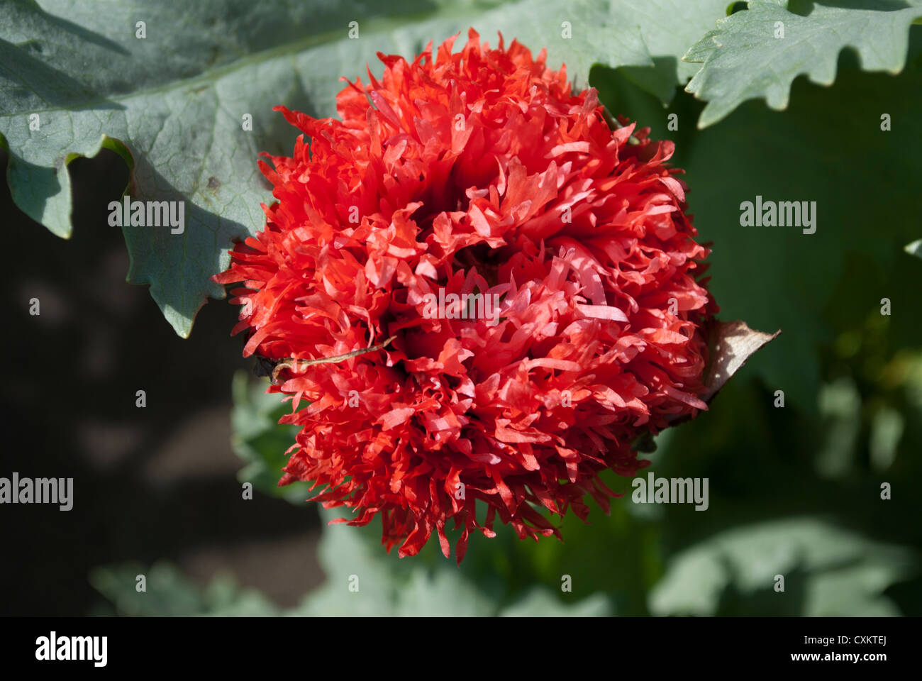 Red carnation flower growing on plant Stock Photo - Alamy