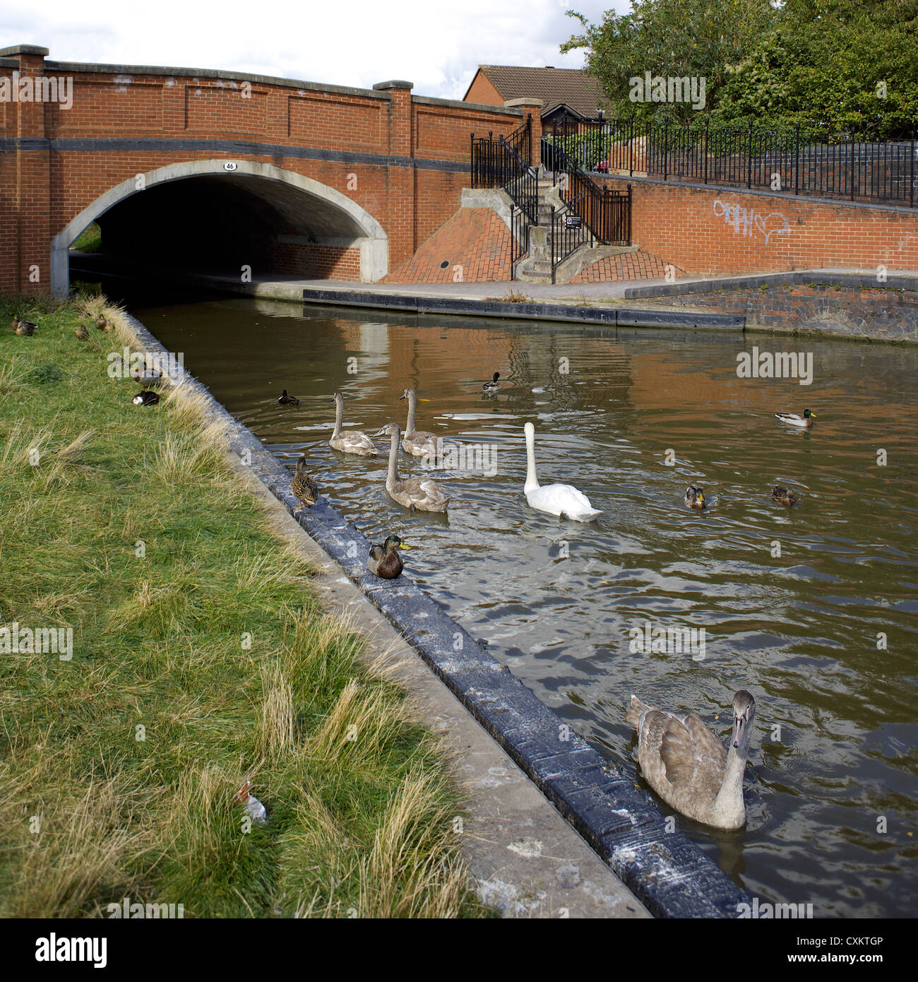 Signets signet swan swans hi-res stock photography and images - Alamy