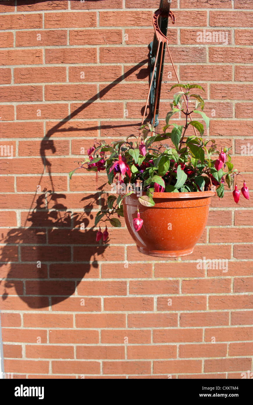 Red fuschia plant in flower in hanging basket casting a shadow against ...