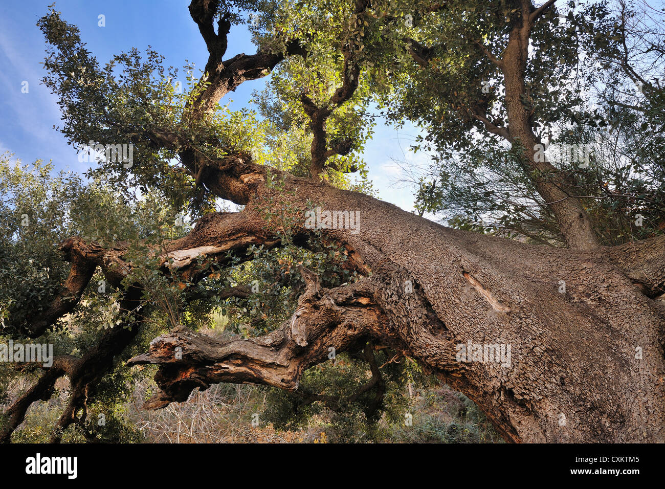 African oak tree hi-res stock photography and images - Alamy