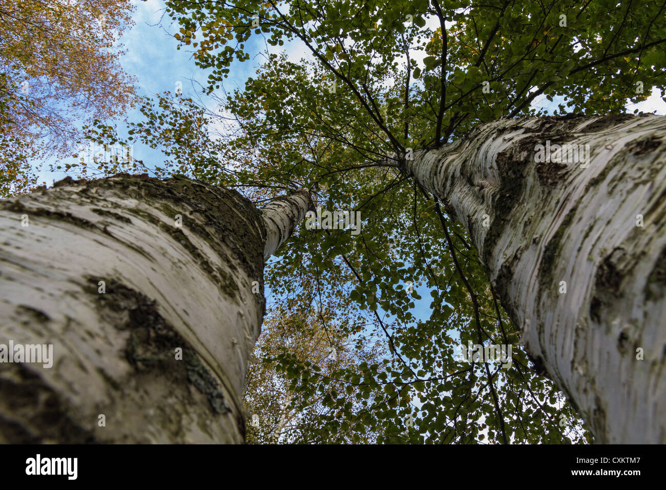 two birch tree trunks close up below view Stock Photo - Alamy