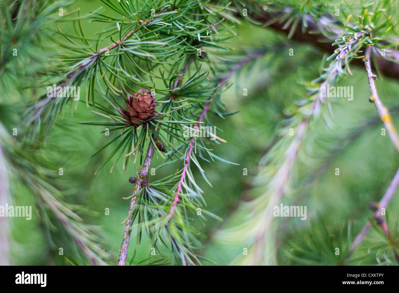 single cone on the green larch twig Stock Photo - Alamy
