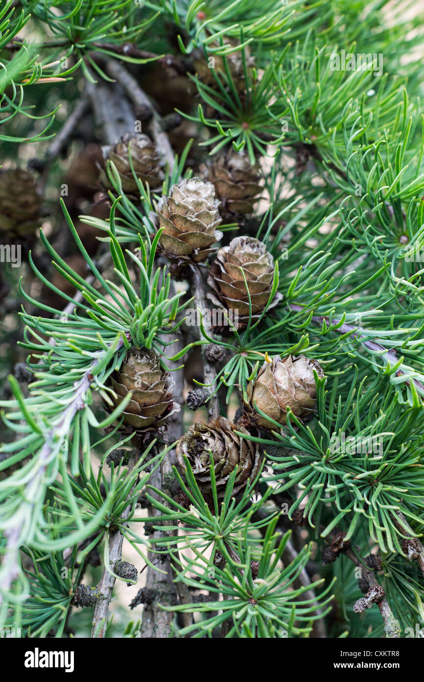many cones on the green larch twig Stock Photo - Alamy
