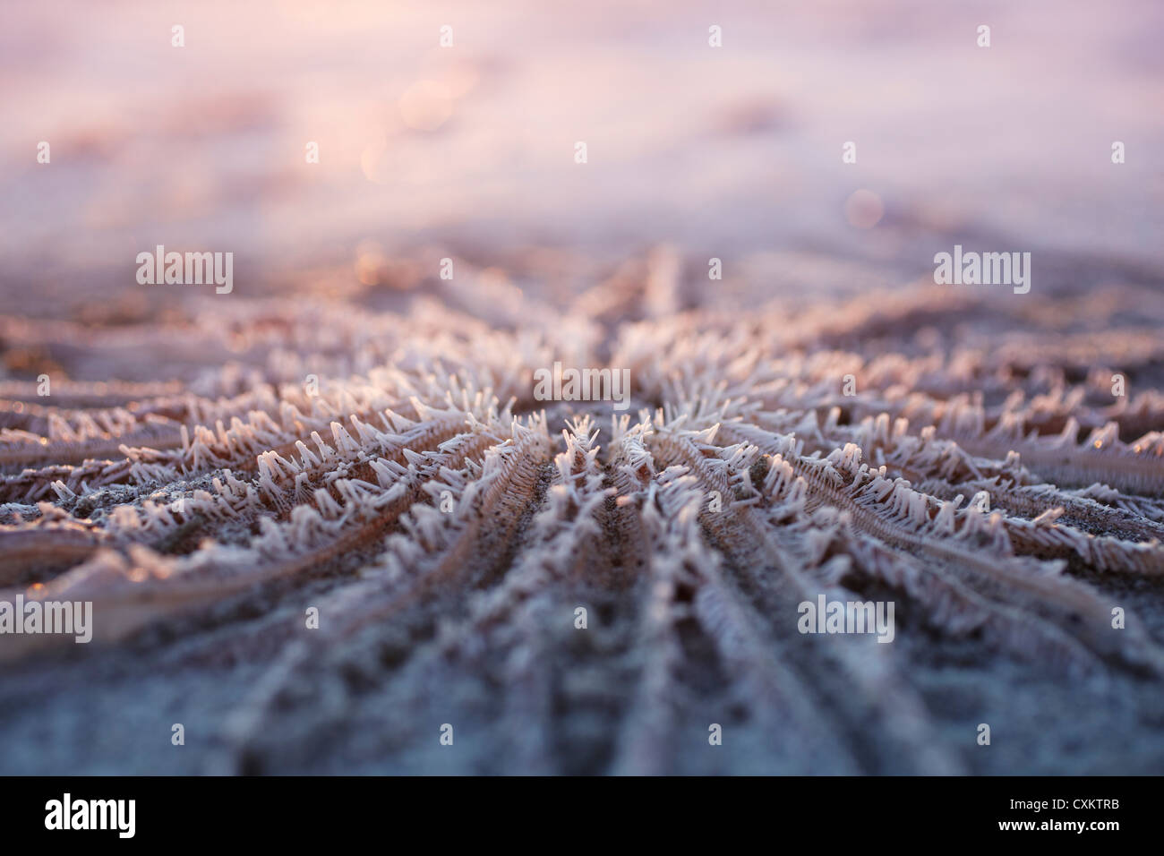 View of chesterman beach in tofino hi-res stock photography and images ...