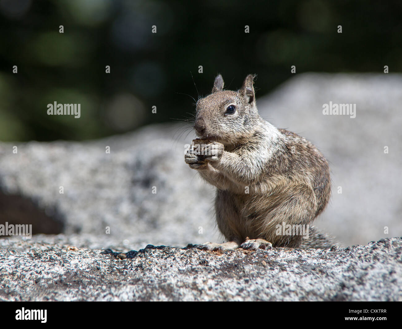 Nut eating animal hi-res stock photography and images - Alamy