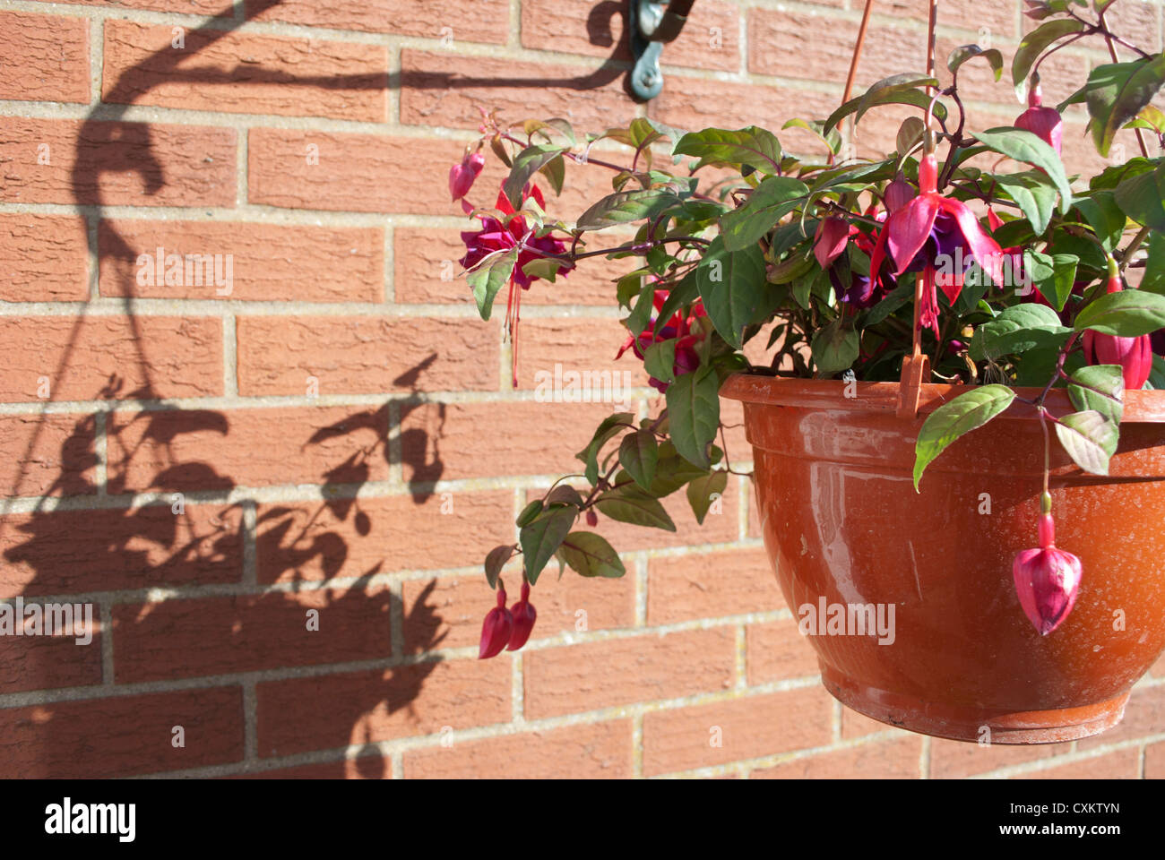 Red fuschia plant in flower in hanging basket casting a shadow against ...