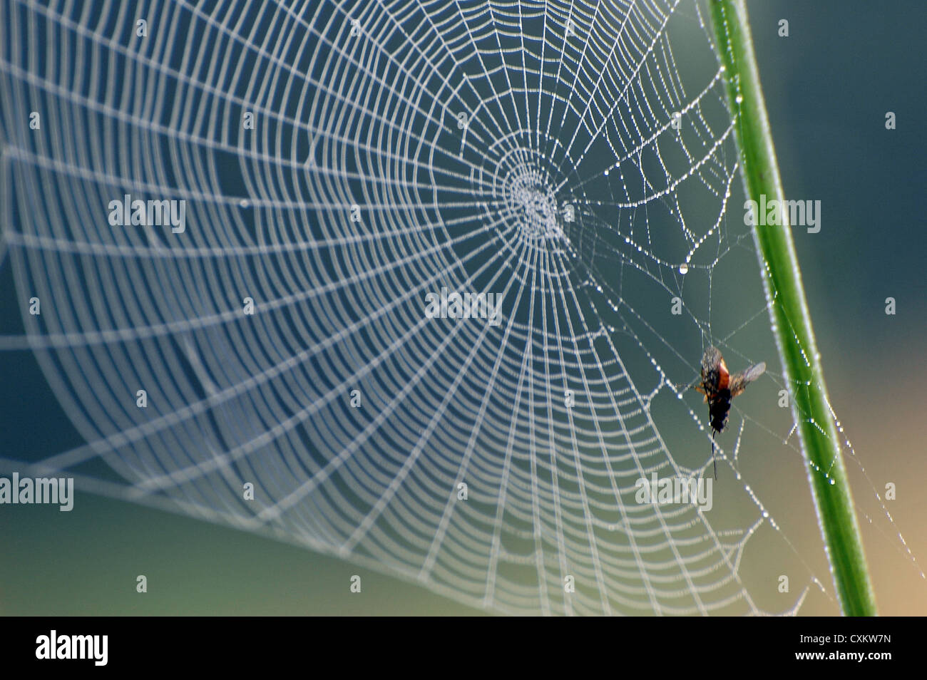 Close up view of the strings of a spiders web Stock Photo - Alamy