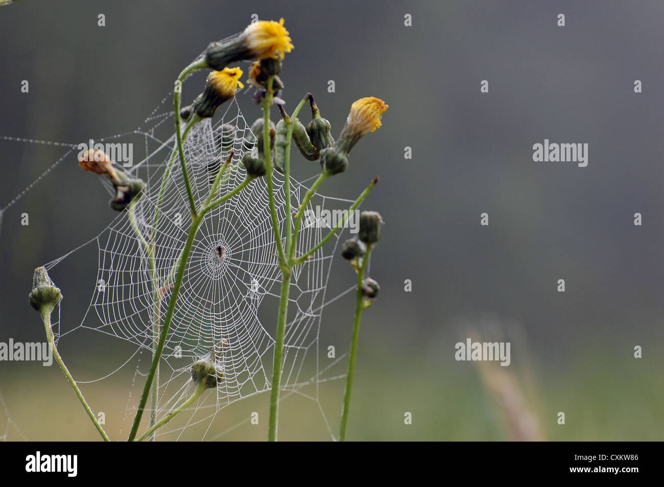 Strings and spheres hi-res stock photography and images - Alamy