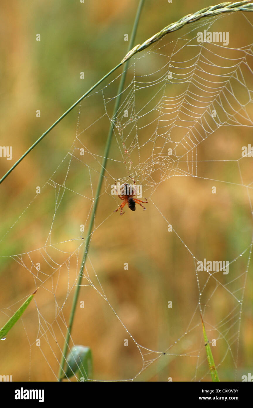 Network of strings hi-res stock photography and images - Alamy