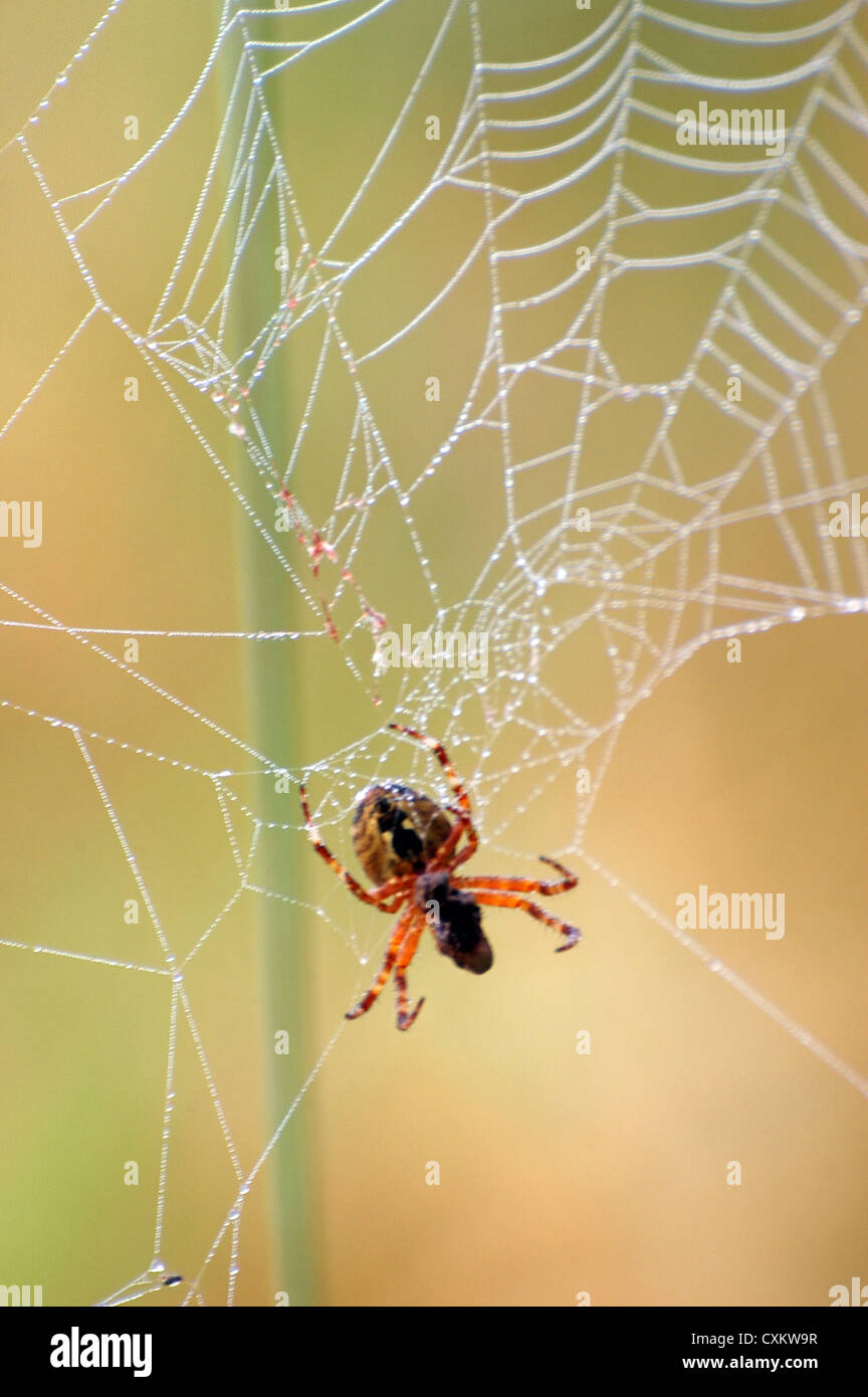 Strings and spheres hi-res stock photography and images - Alamy
