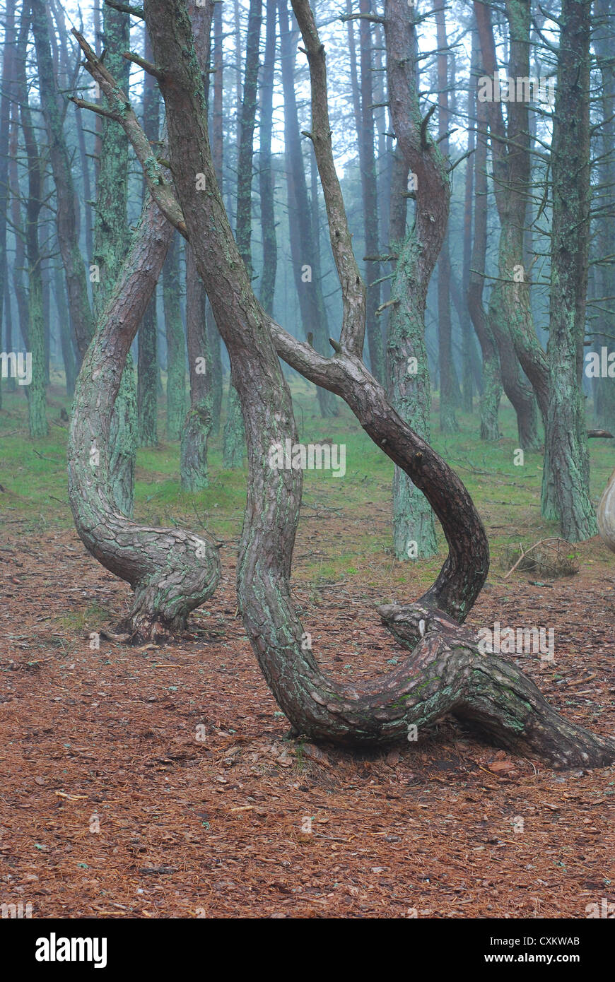 Dancing trees in National park Curonian Spit Stock Photo - Alamy