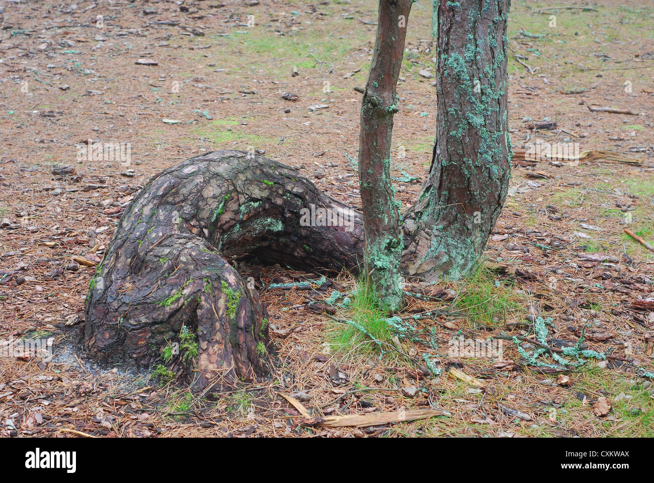 Dancing trees in national park hi-res stock photography and images - Alamy