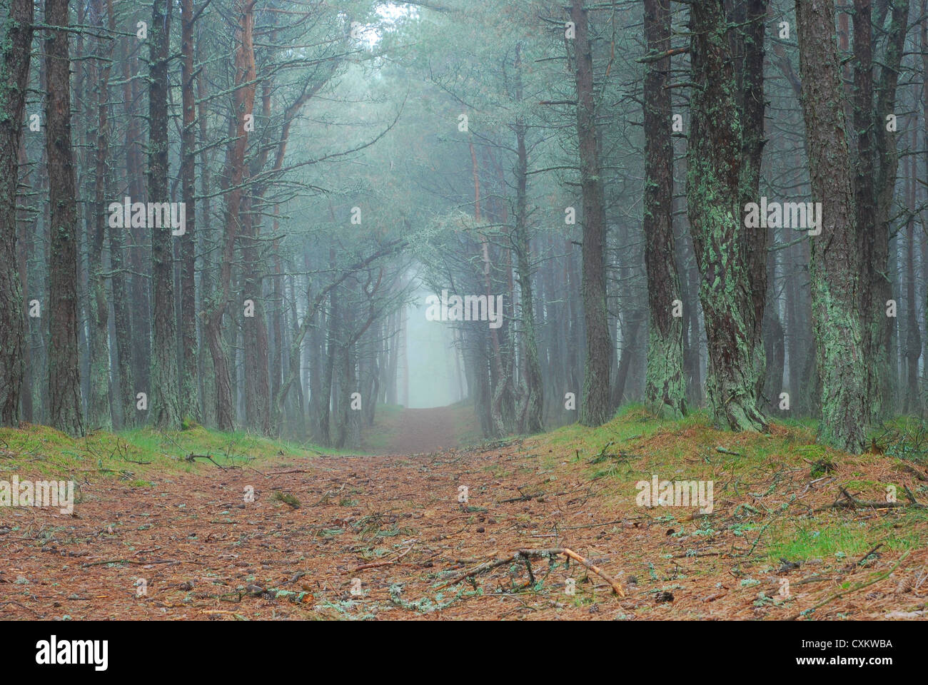Dancing trees hi-res stock photography and images - Alamy