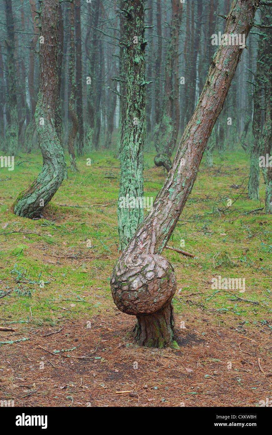 Dancing trees in National park Curonian Spit Stock Photo - Alamy