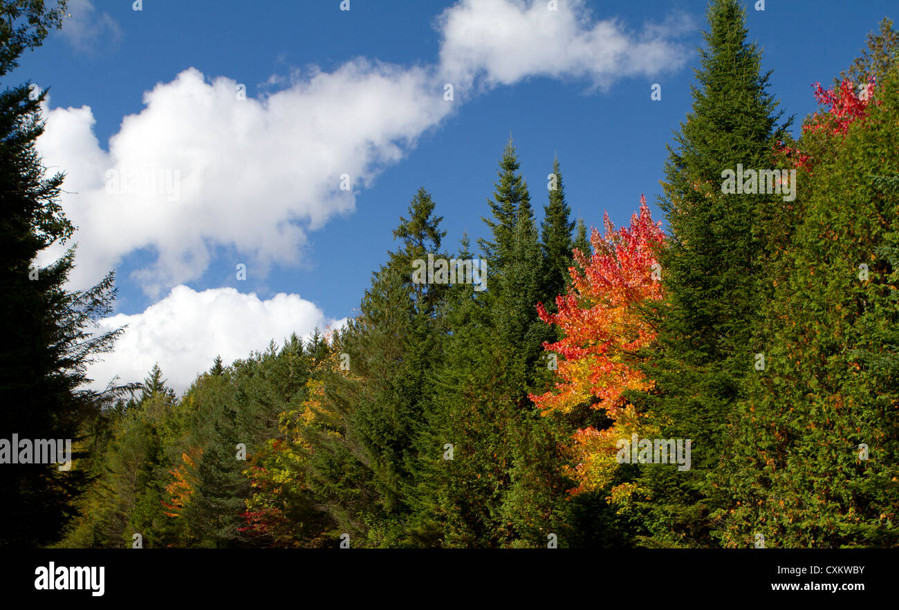 Autumn fall in the Adirondack State Park New York USA America United ...