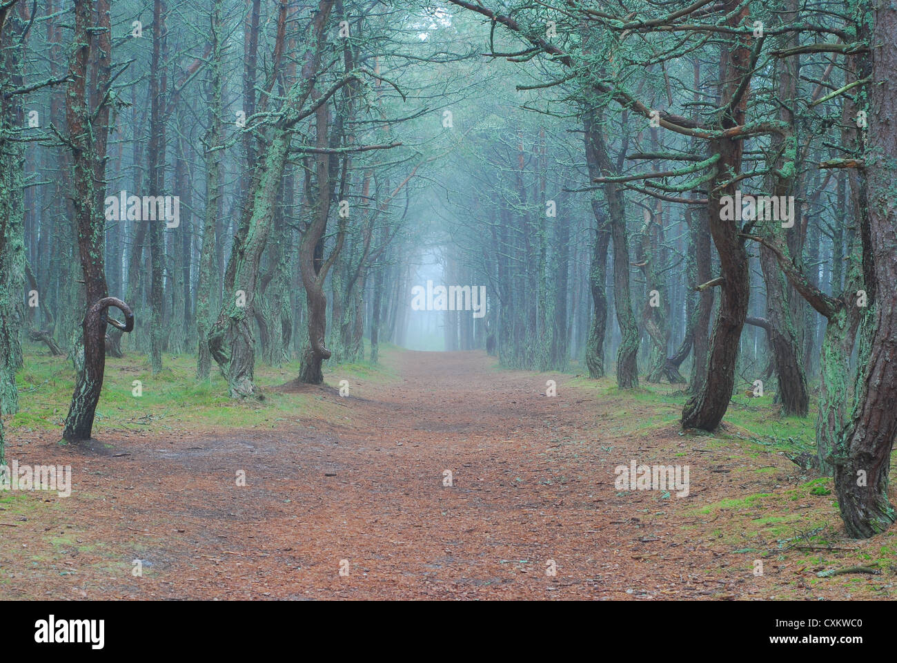 Dancing Trees In National Park High Resolution Stock Photography and ...