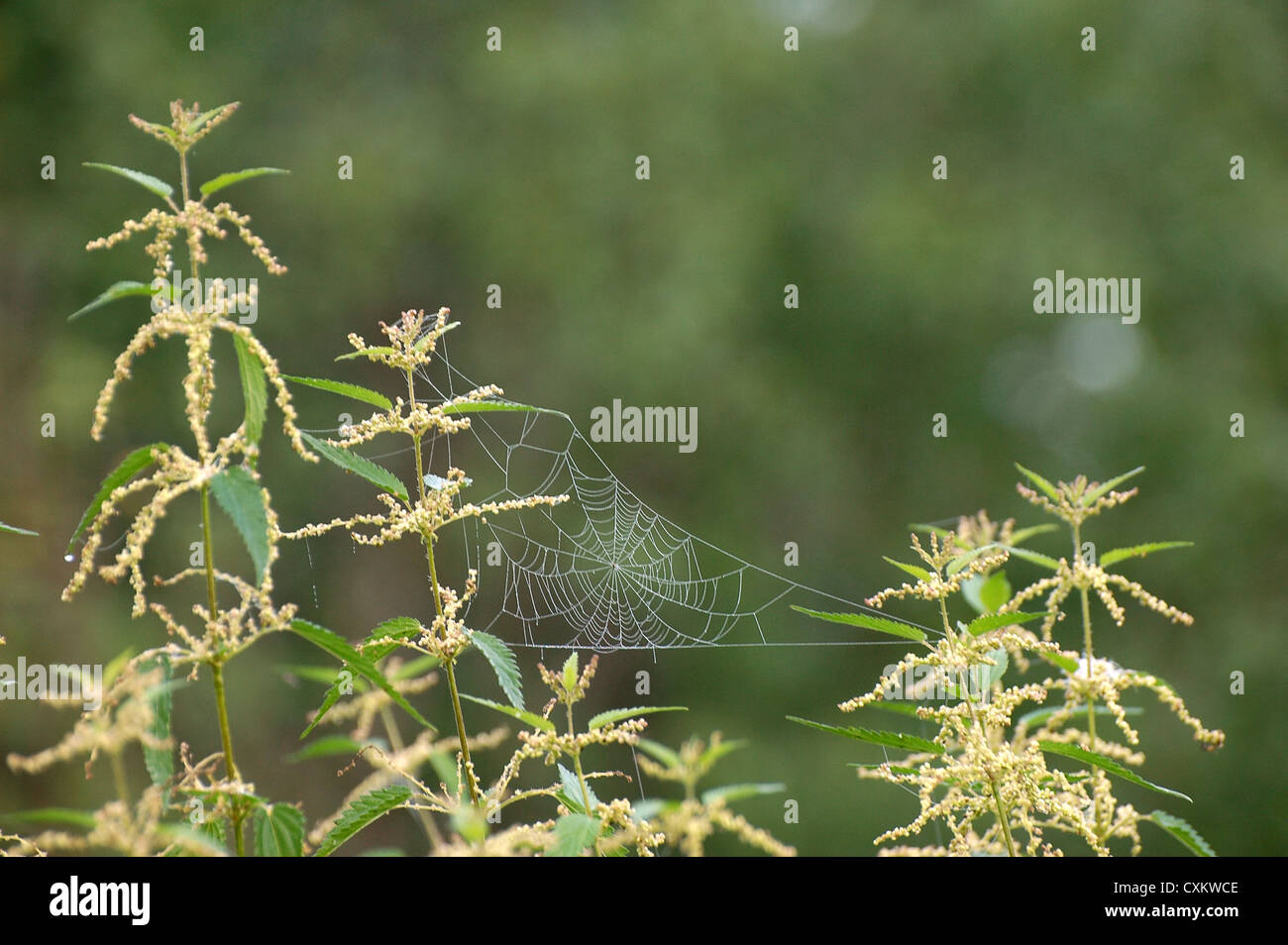 Close up view of the strings of a spiders web between nettle Stock ...