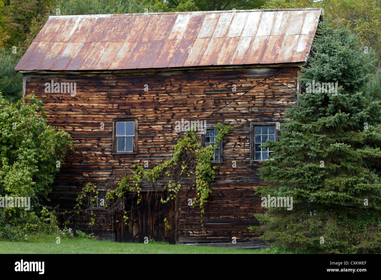 Grape vines on the side of an old unpainted barn Stock Photo - Alamy