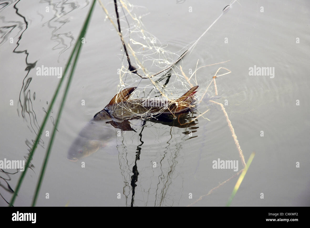 Tench lake hi-res stock photography and images - Alamy