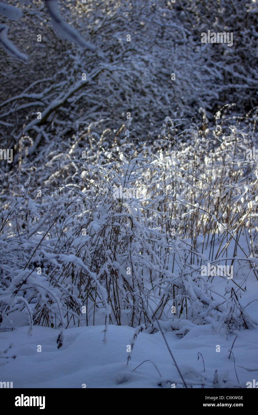 Snowy grass hi-res stock photography and images - Alamy