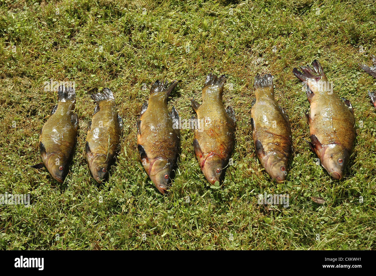 fresh fish tench (tinca tinca Stock Photo - Alamy