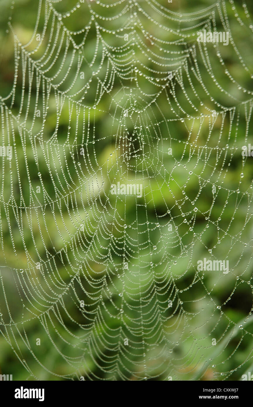 Close up view of the strings of a spiders web Stock Photo - Alamy