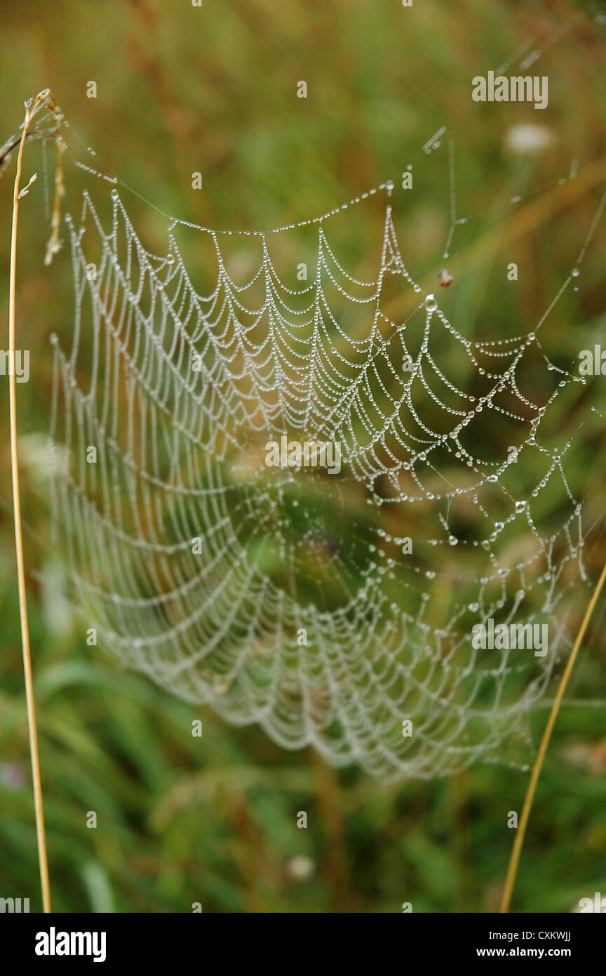Close up view of the strings of a spiders web Stock Photo - Alamy