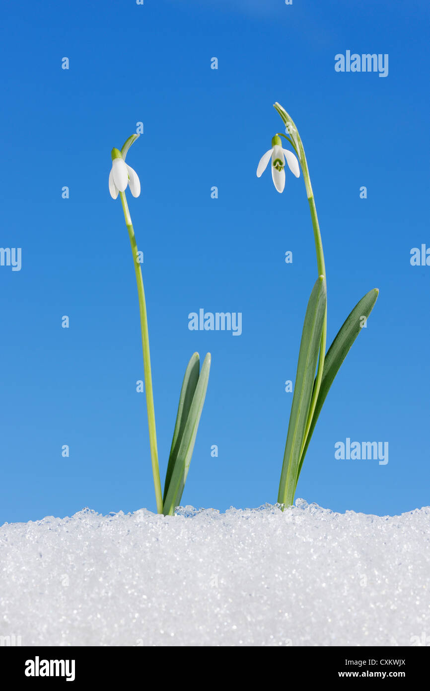 Galanthus Nivalis in Snow, Bavaria, Germany Stock Photo - Alamy