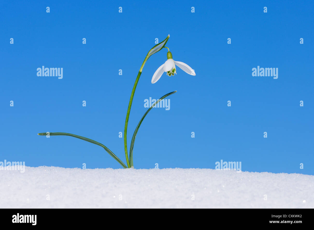 1 galanthus nivalis hi-res stock photography and images - Alamy