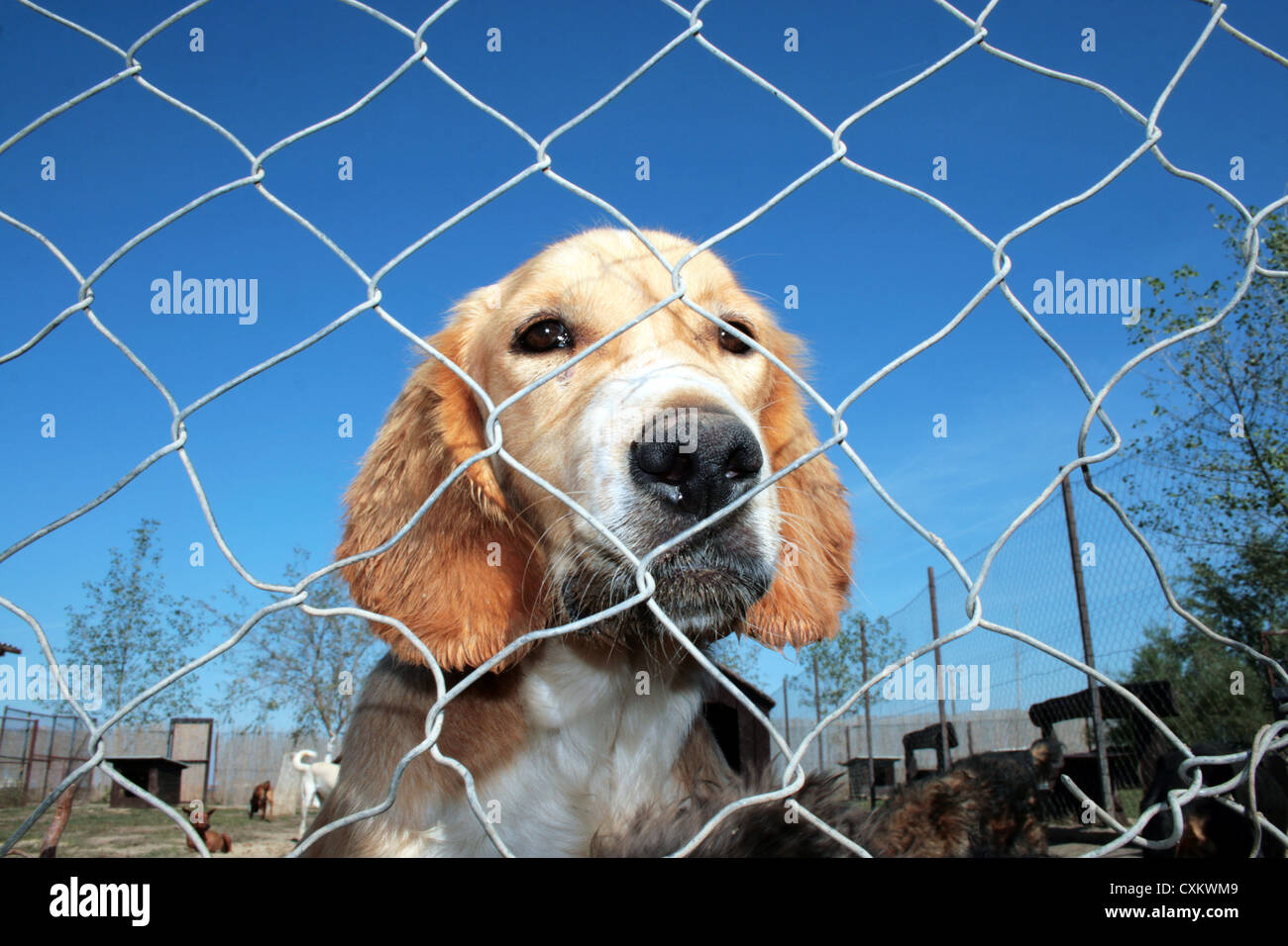 Dog cage frightened hi-res stock photography and images - Alamy