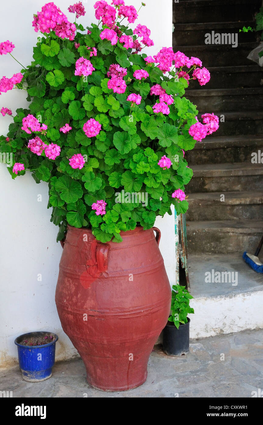 Greek pot plant hi-res stock photography and images - Alamy