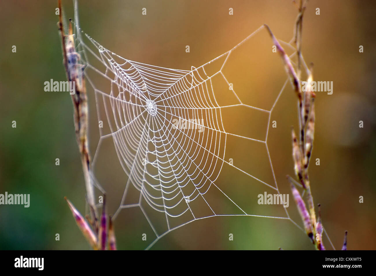 Close up view of the strings of a spiders web Stock Photo - Alamy