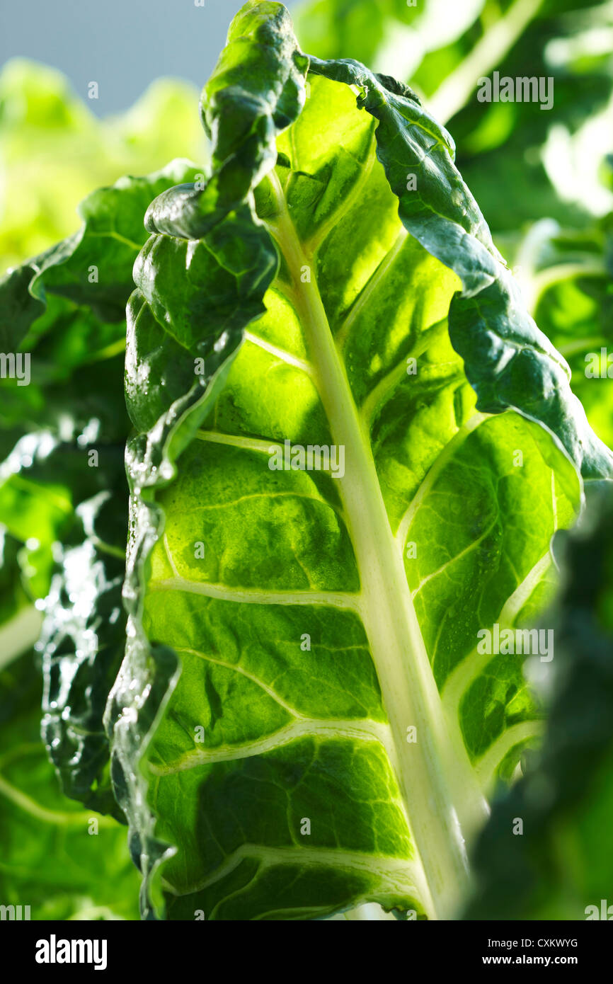 Green chard hi-res stock photography and images - Alamy