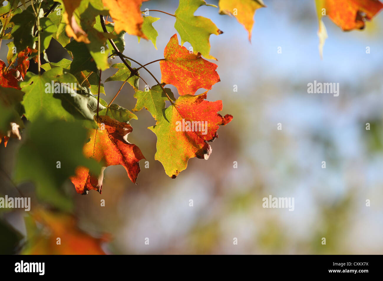 Multi-coloured Maple leaves Stock Photo - Alamy