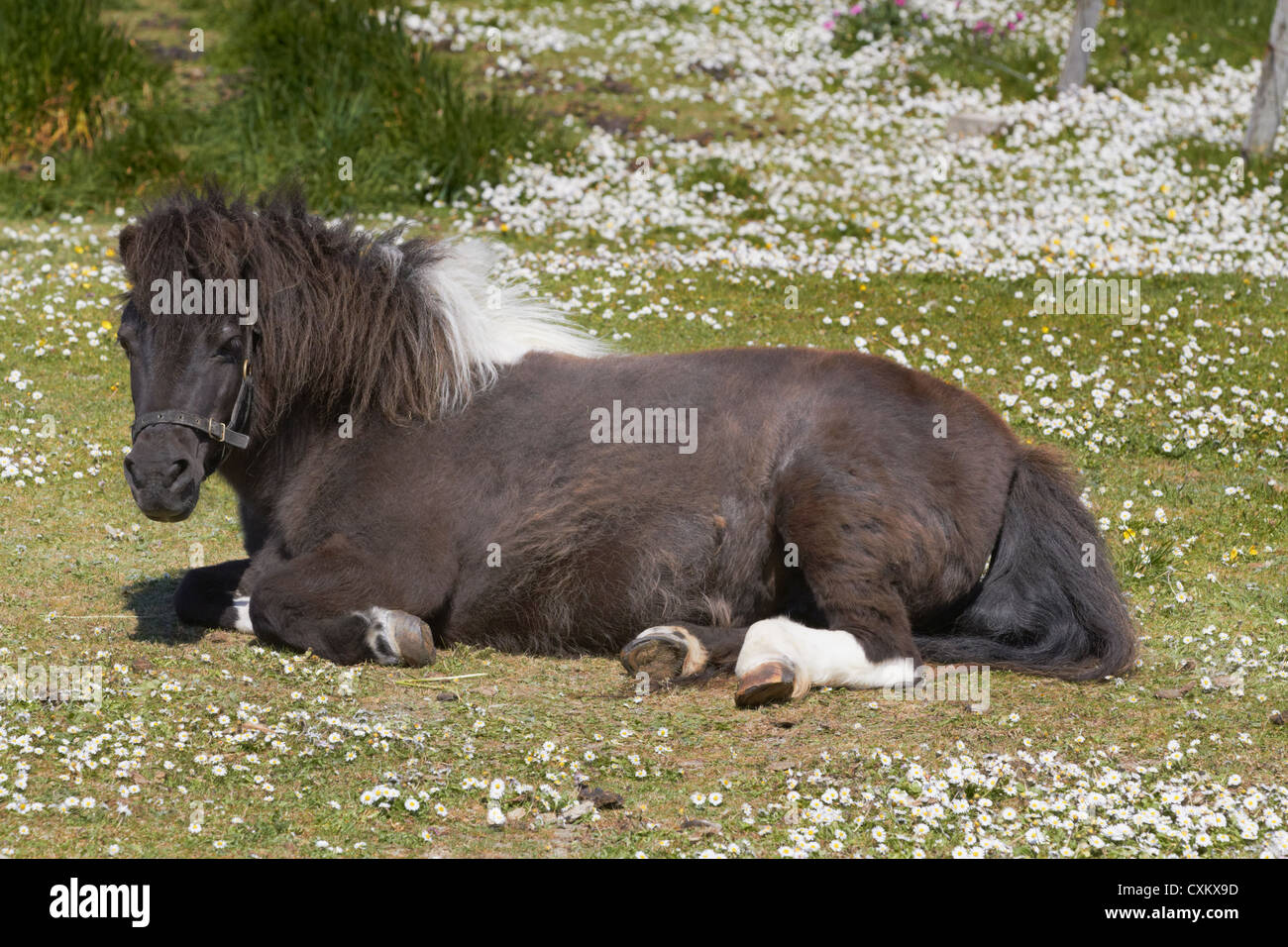 Female Pony High Resolution Stock Photography and Images - Alamy
