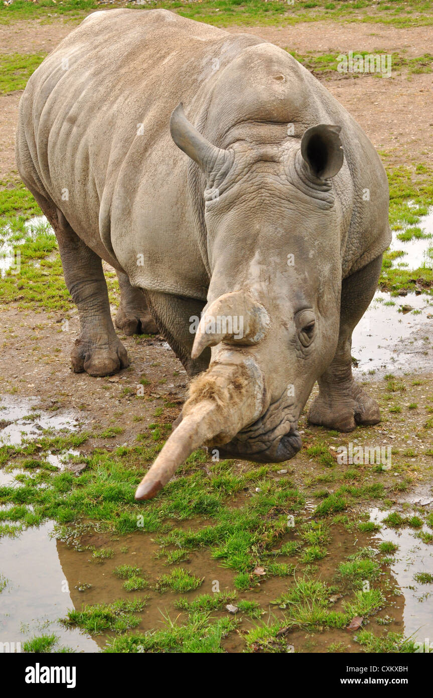 Rhinoceros mud hi-res stock photography and images - Alamy