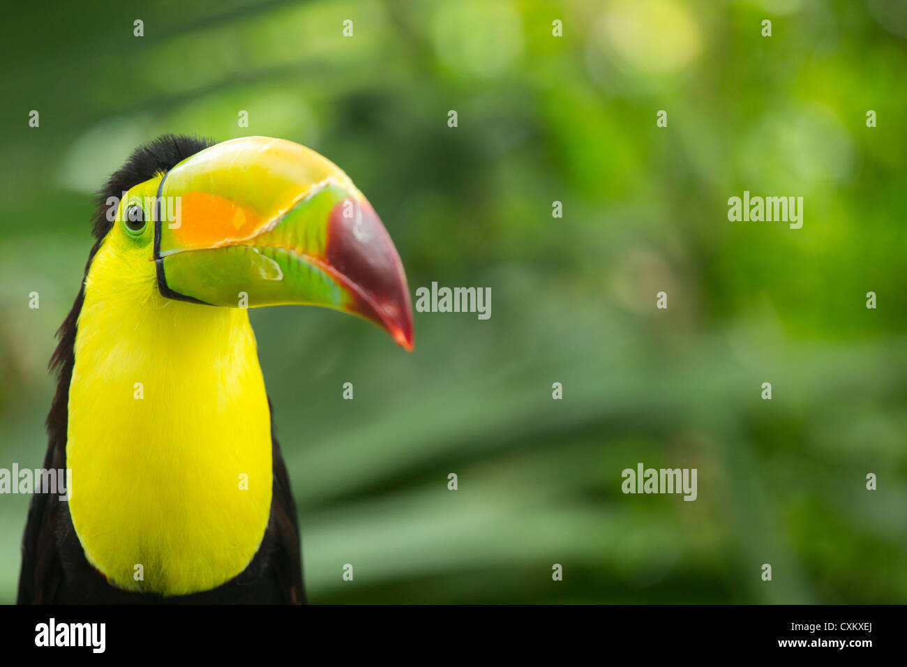 Tropical toucan bird hi-res stock photography and images - Alamy