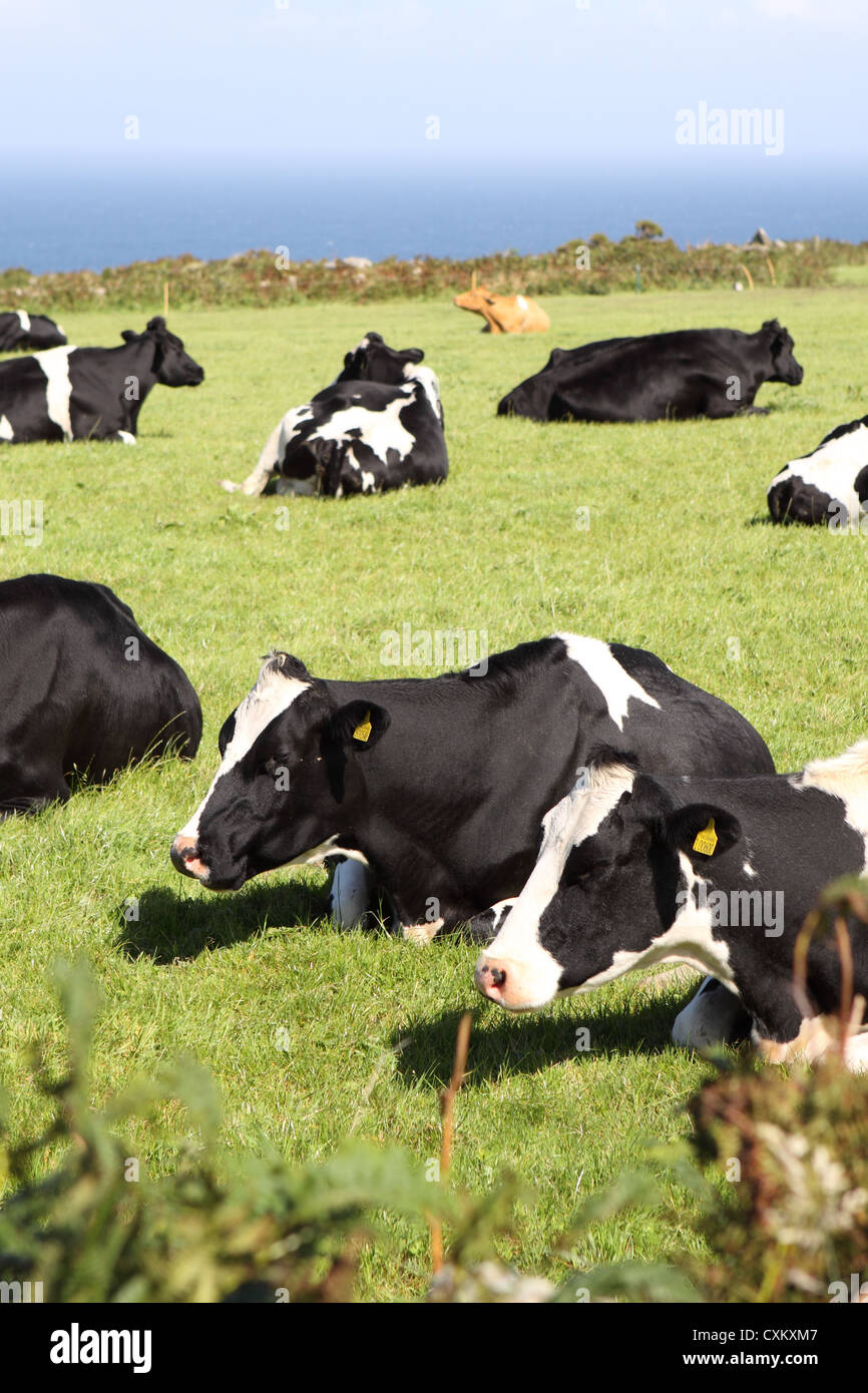 Cows chewing the cud on a dairy farm in Cornwall, England Stock Photo ...