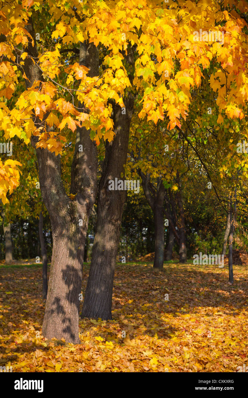 Park maple hi-res stock photography and images - Alamy