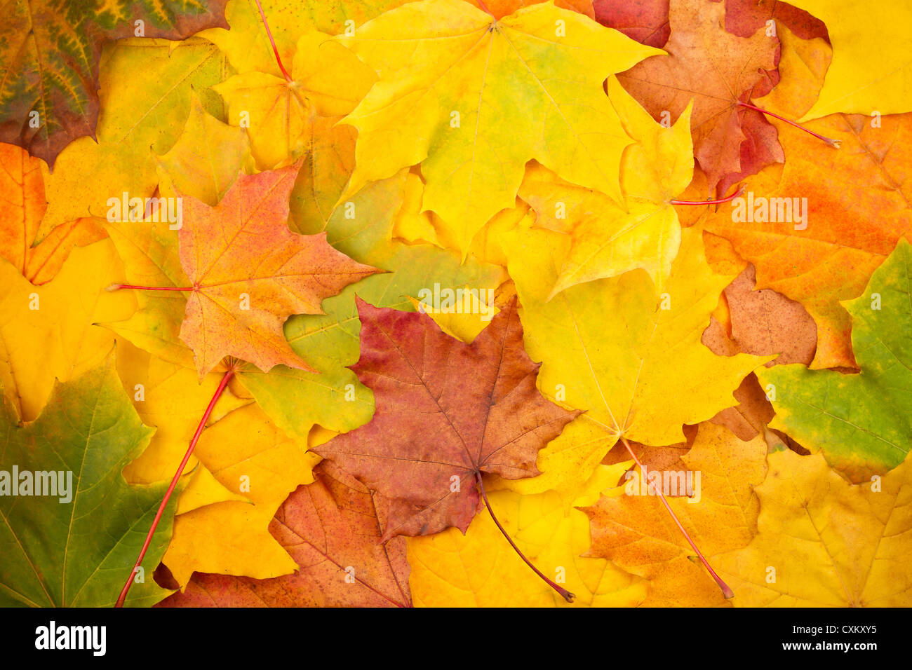 Beautiful yellow autumn leaves background Stock Photo - Alamy