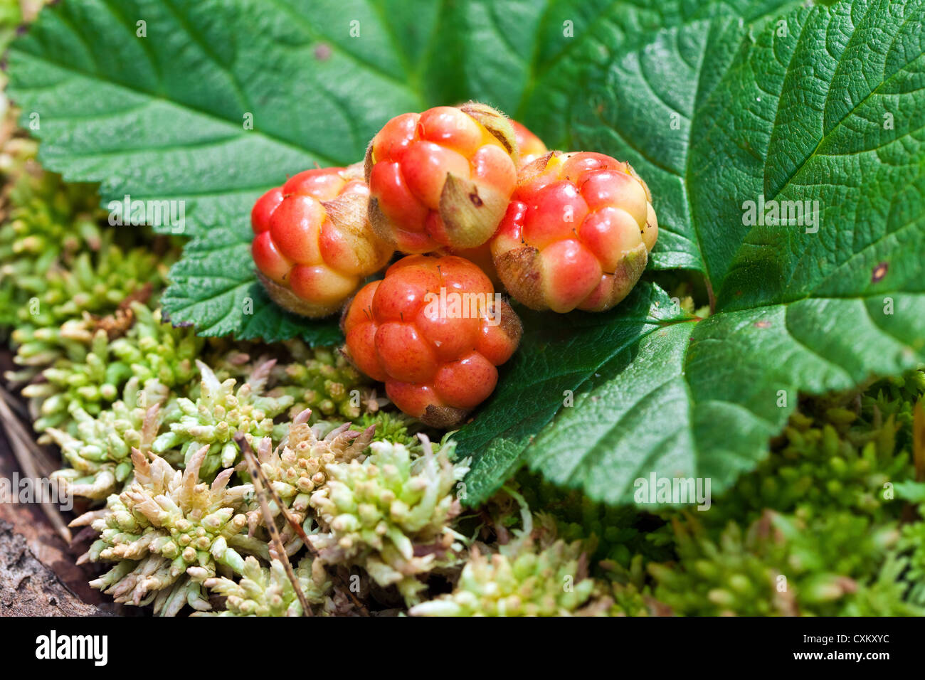 Cloudberry closeup in summer. Fresh wild fruit Stock Photo - Alamy