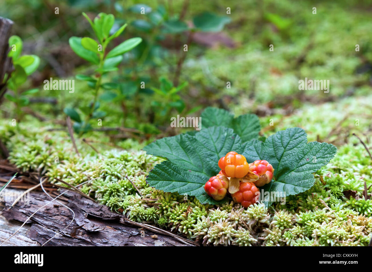 Cloudberry closeup in summer. Fresh wild fruit Stock Photo - Alamy