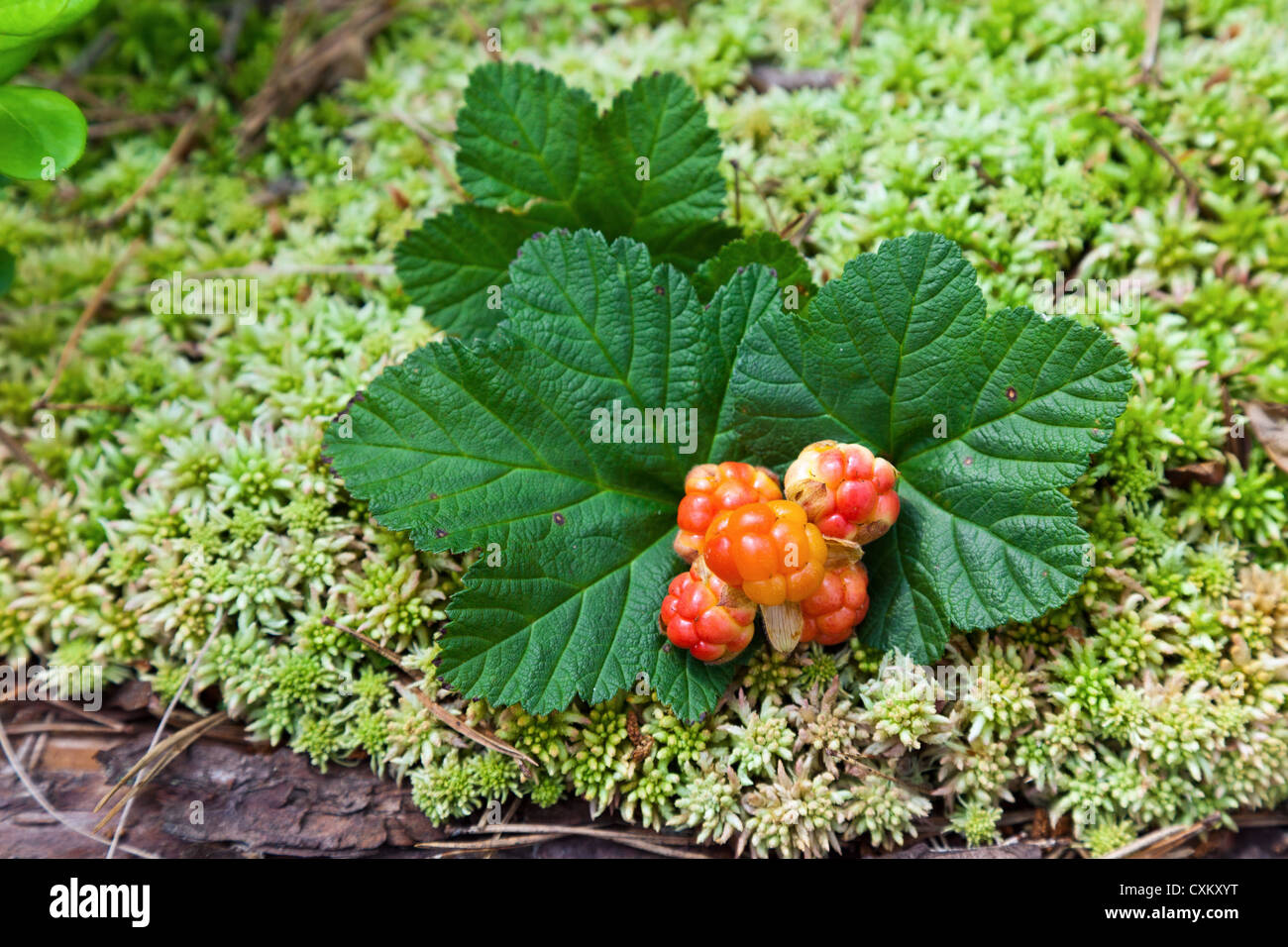 Cloudberry closeup in summer. Fresh wild fruit Stock Photo - Alamy