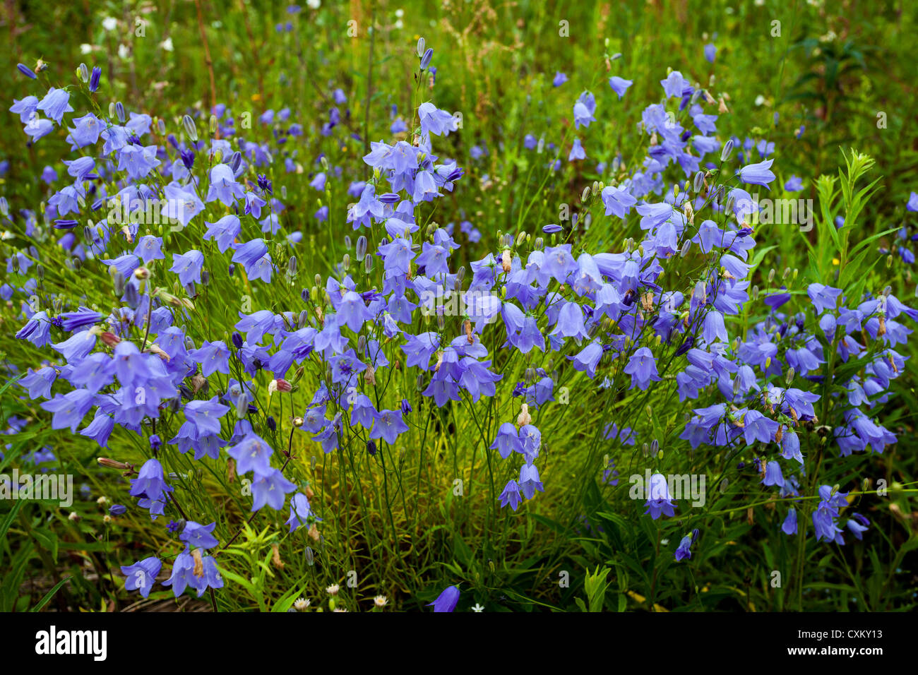 Closeup of bellflower with nature meadow background Stock Photo - Alamy