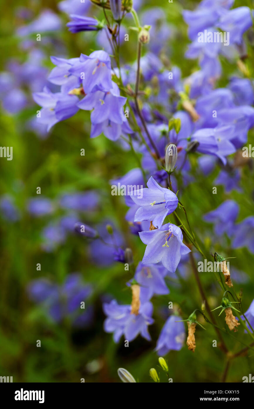 Closeup of bellflower with nature meadow background Stock Photo - Alamy