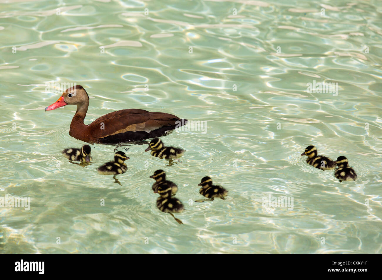 Whistling duckling hi-res stock photography and images - Alamy