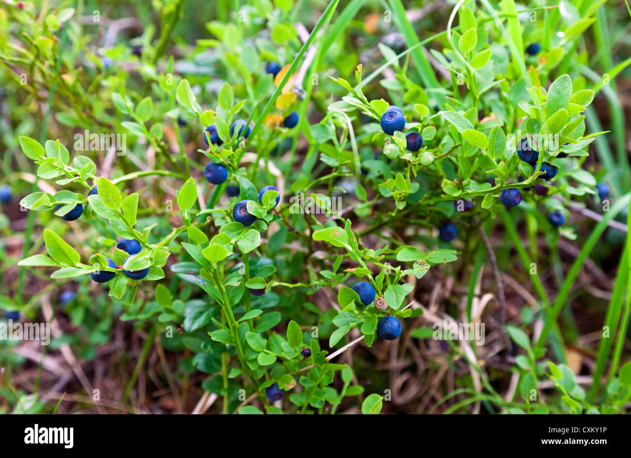 Bush of a ripe bilberry in the summer Stock Photo - Alamy