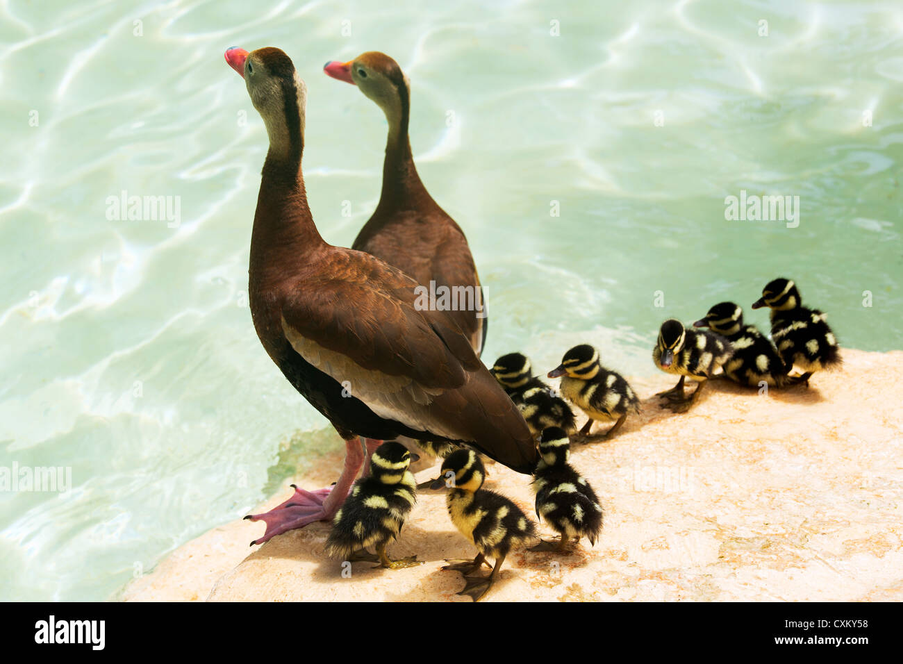 Whistling duckling hi-res stock photography and images - Alamy