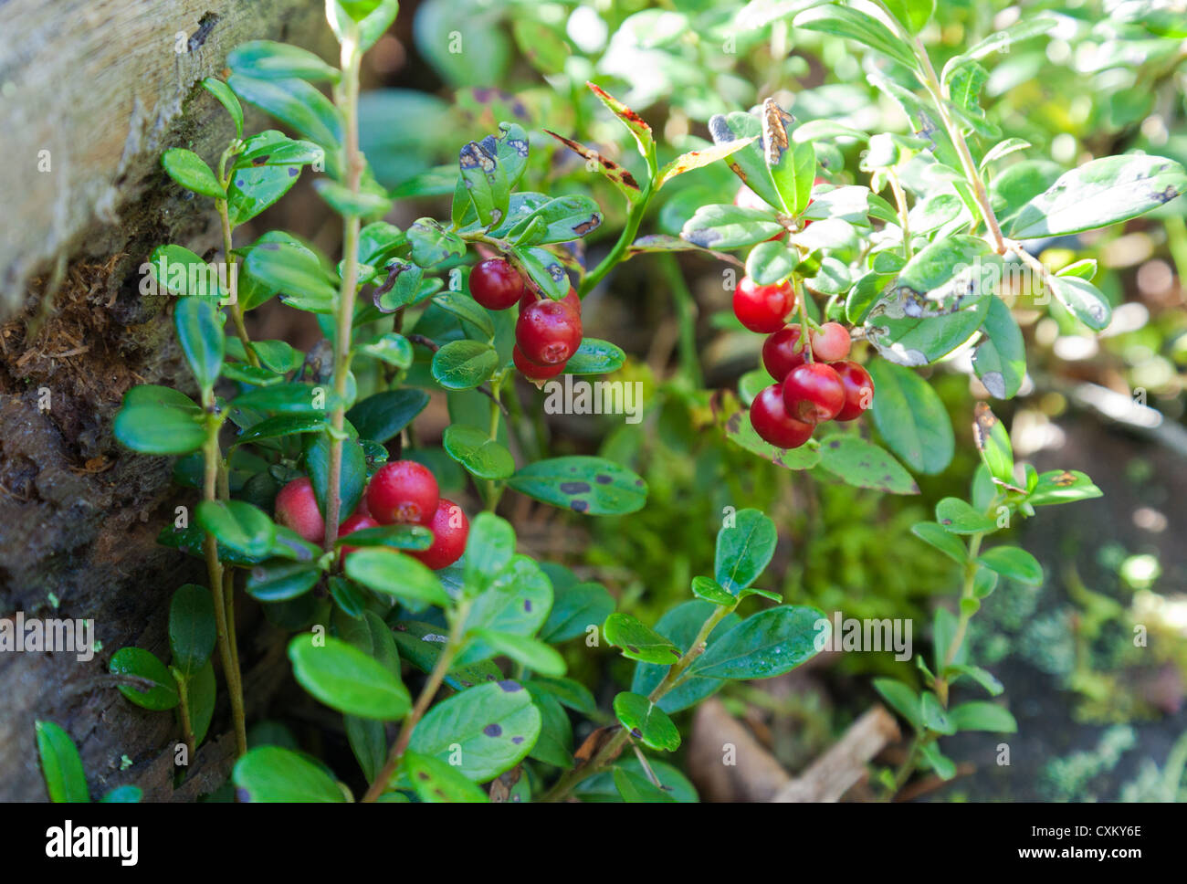 Lingonberry shrub with berries Stock Photo - Alamy