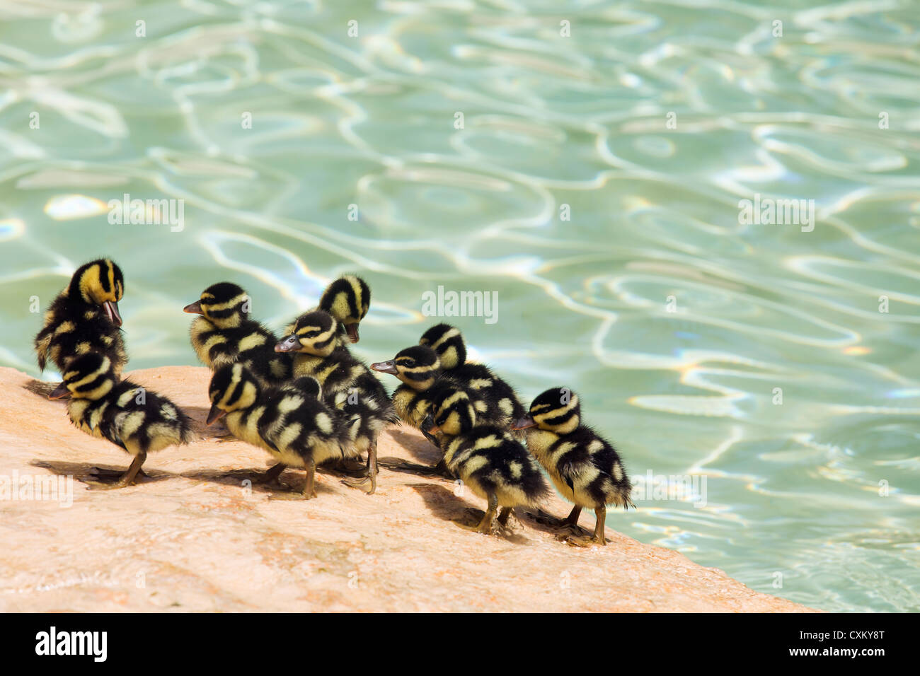 Group of chicks hi-res stock photography and images - Alamy